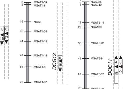 Qtl Mapping For The Induction Of Seed Germination By A R Or Fr Pulse In