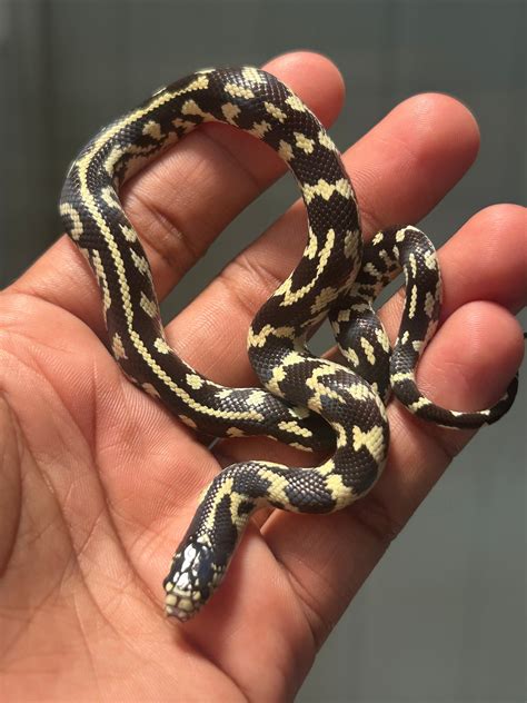Serpiente Rey De California Hembra Alfareptiles