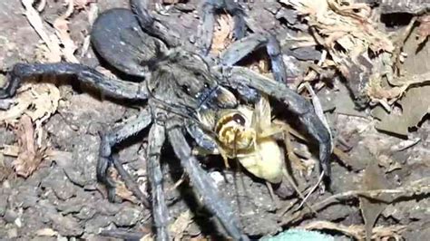 The Wolf Spider Venomous But Preys On More Dangerous Spiders Hubpages