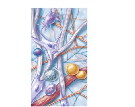 Histology Part 2 Flashcards Quizlet