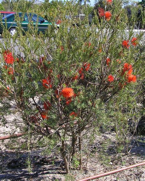 Small Shrubs — Lullfitz Nursery