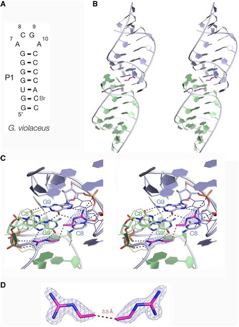 structure guided design of a high affinity ligand for a riboswitch