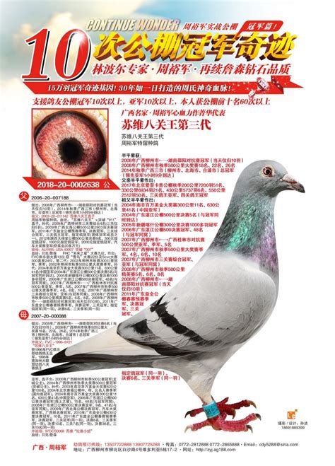信鸽在线拍卖平台 中国信鸽信息网