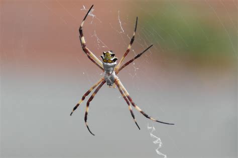 图片素材 性质 美容 颜色 蜘蛛网 天体织布工蜘蛛 无脊椎动物 araneus 节肢动物 欧洲花园蜘蛛 宏观摄影 特写 黄色花园蜘蛛 argiope 生物 腹股