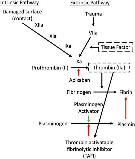Dependence Of Clot Structure And Fibrinolysis On Apixaban And Clotting