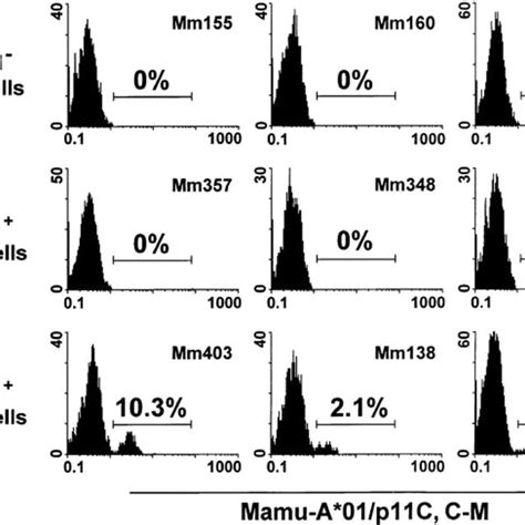 Tetrameric Mamu A01p11c Cm Complex Binds Only To The Cd8αβ⁺ Subset