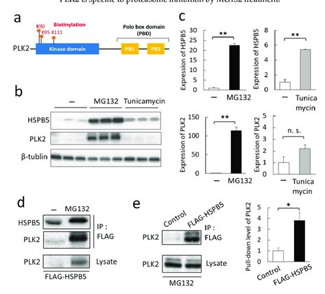 PLK A Novel Binding Protein Of HSPB Is Induced By MG In L Download Scientific Diagram