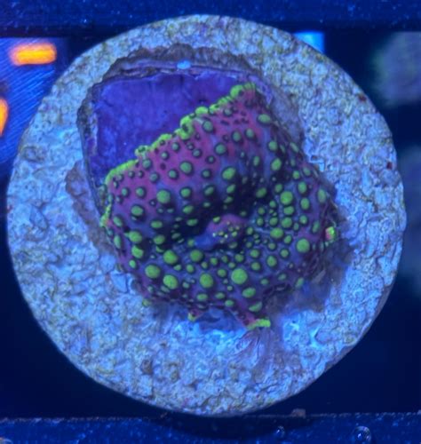 Discosoma Lavalamp Communitycorals