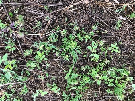 Control Of Large Common Ragweed In Enlist E3 Soybean Maryland Agronomy News