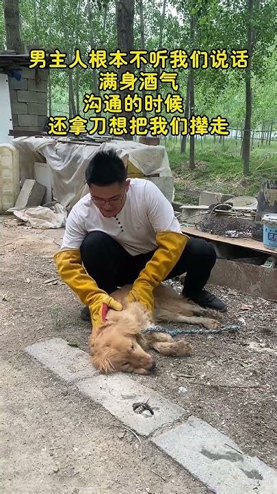 家庭矛盾爆發沖突，可憐的狗狗淪爲犧牲品，狗狗：別再打我了 Youtube