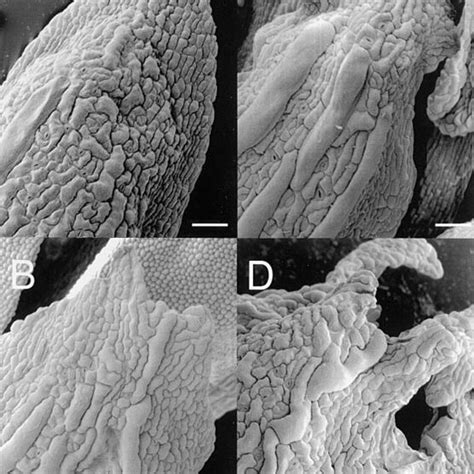 Representative Scanning Electron Micrographs Download Scientific Diagram