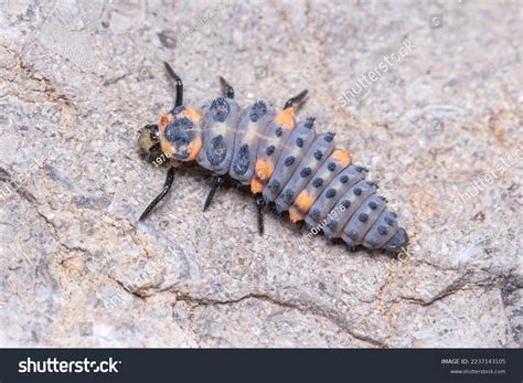 Nymph Sevenspotted Ladybug Coccinella Semptempunctata Walking Stock