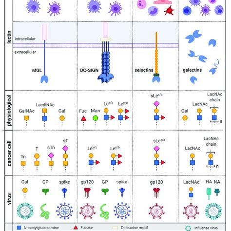 Lectins And Their Glycan Interaction Partner Physiologically In Cancer Download Scientific