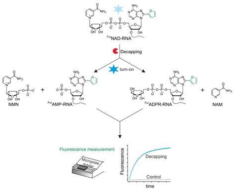 A Novel Nad Rna Decapping Pathway Discovered By Synthetic Light Up Nad Rnas