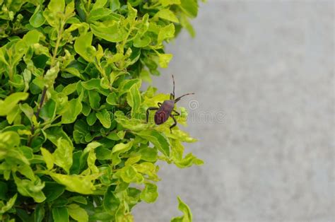Leaf Footed Stink Bug Sitting On A Garden Hedge Coreidae Sap Sucking Insect Hemiptera