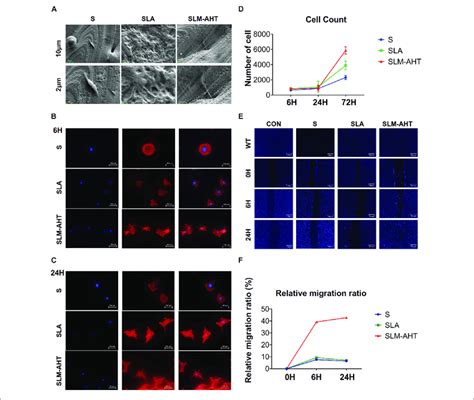 Surface Topography Influences Cell Adhesion Proliferation And Download Scientific Diagram
