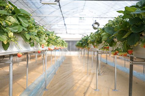 딸기농장에서 재배되고 있는 딸기의 모습 유토이미지 상세페이지 베이직샵 사진 20487710