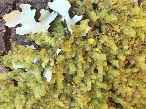 Leafy Liverworts Jungermanniopsida Flower Leaf Care Uses Picturethis