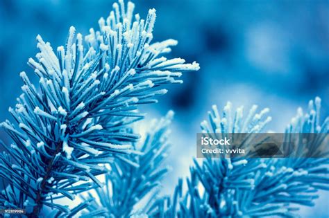 파인 지점 수 빙으로 덮여 겨울 자연 배경입니다 겨울 자연입니다 눈 덮인 숲입니다 크리스마스 배경입니다 0명에 대한 스톡 사진 및 기타 이미지 Istock