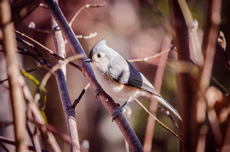 Portrait Of A Tufted Tip Mouse Shutterbug