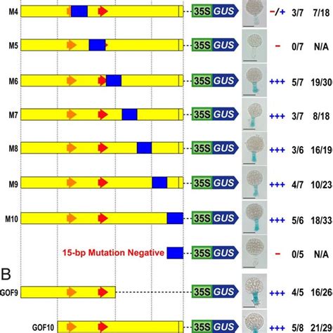 A Region Between The 10 Bp Like And 10 Bp Motifs Is Also Required For