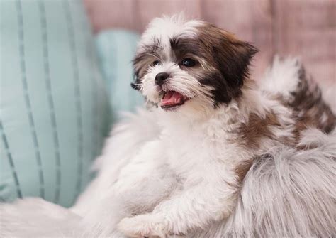 Mal Shi Puppies For Sale Orange County Ca 307550