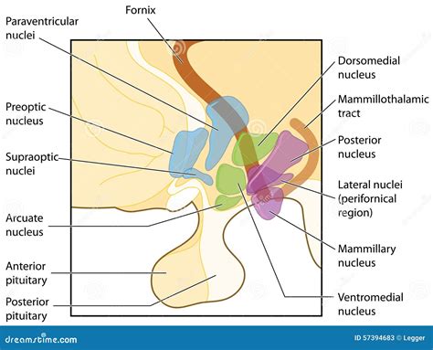 Arcuate Nucleus Stock Illustrations 3 Arcuate Nucleus Stock