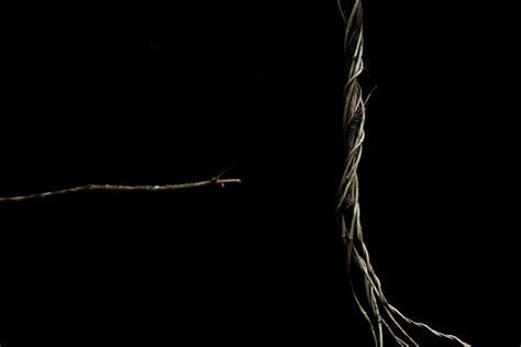 The Missing Forest Phmuseum