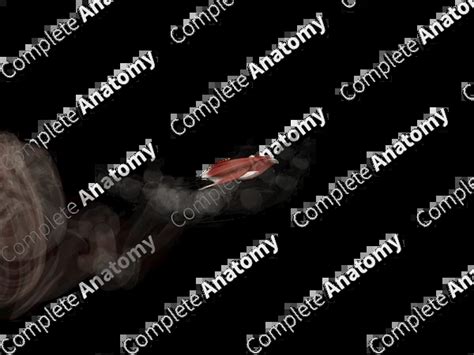 Thenar Muscles Left Complete Anatomy