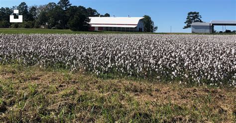 낮에는 파랗고 흰 하늘 아래 정원 근처에 키가 크고 푸른 나무로 둘러싸인 흰색 콘크리트 건물 사진 Unsplash의 무료 파랑 이미지