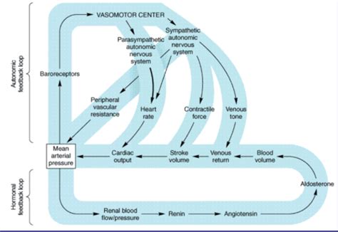 Bp Regulation Flashcards Quizlet