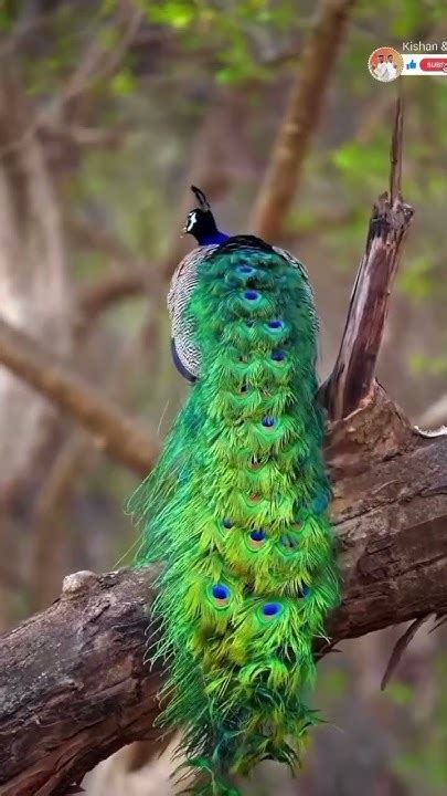 Peocock Viralvideo Love Nature Travel Natrual Naturalbeauty Song Naturelbeauty Youtube