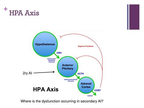 Symptoms Of Hpa Axis Dysfunction Nasvesoccer
