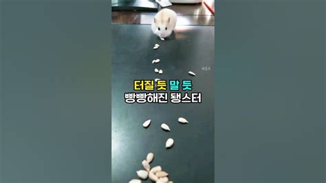 볼 빵빵 햄스터 녀석의 한계는 어디까지일까 Youtube