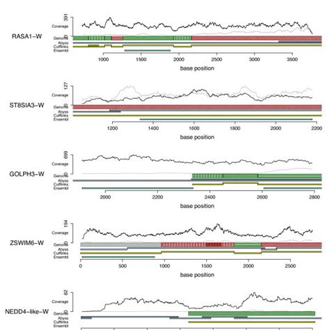 Delineation Of Complete W Linked Transcript Sequence Complete