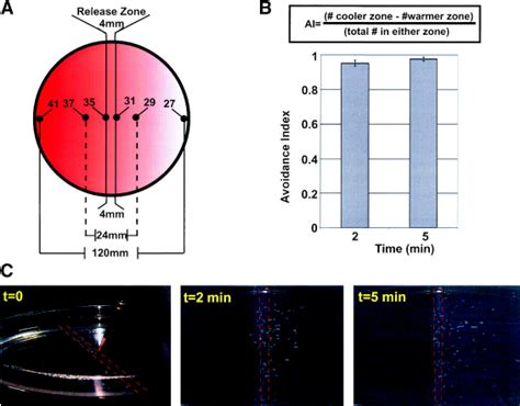 Thermal Preference Assay A Larvae Are Placed In The Middle Of The Download Scientific