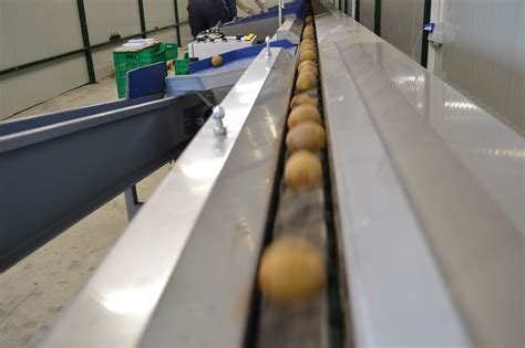 processing sorting grading sizing and packing line for kiwis