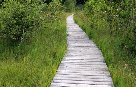 무료 이미지 통로 잔디 꼬리 목초지 강 운하 보도 편물 흐름 수로 널빤지 무대 습지 서식지 떨어져 물줄기 목조 트랙 나무 판자 판자 길