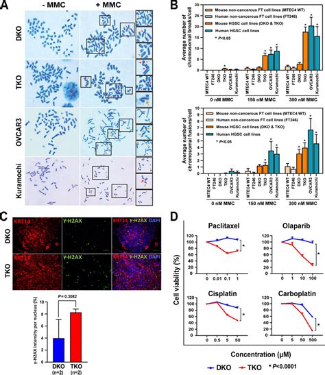 Impairment Of Dna Repair In Mouse Dko Tko And Human Hgscs A B