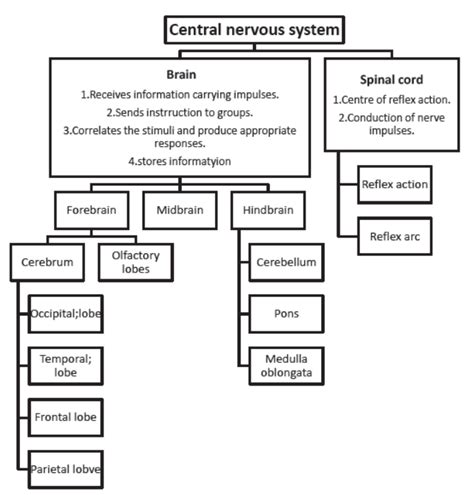Chapter 7 Control And Coordination Class 10 Science Notes