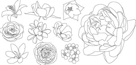 Different Types Of Flowers In Line Art Style For Design Customization Isolated On White