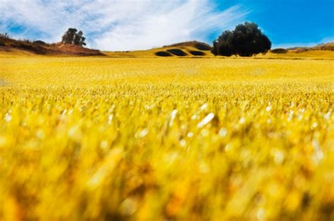 69000 Yellow Landscape Pictures