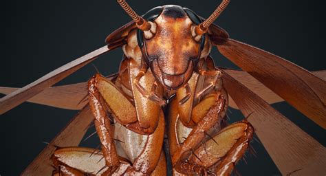 3d Cockroach American Animation Turbosquid 1290490