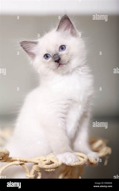 Cute Ragdoll Kittens