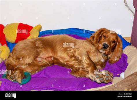 Cute Puppy Ten Month Old English Cocker Spaniel Stayingrollingposing