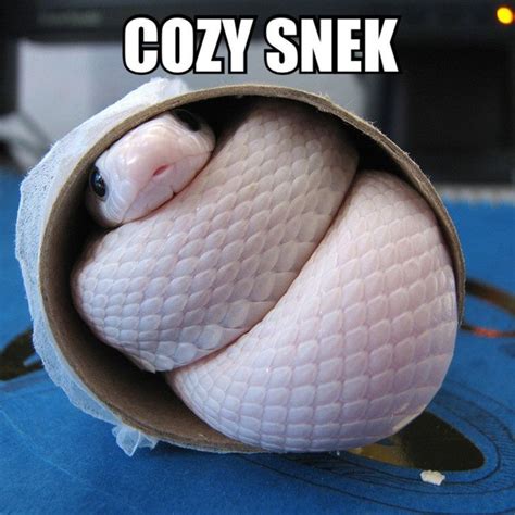 Various Cute Beautiful And Derpy Snakes Collection