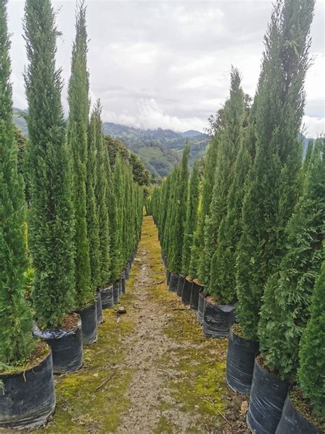 Tipos De Arboles De Pino Pequeños Para Paisajismo