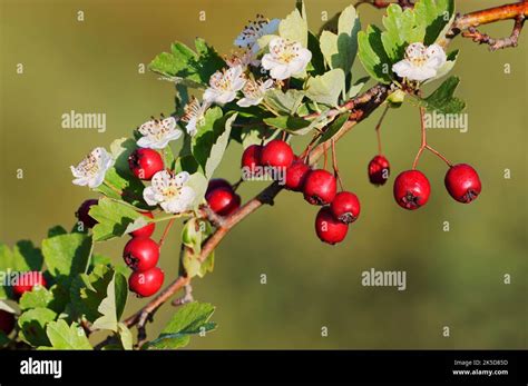 Common Hawthorn Crataegus Monogyna Fruits And Flowers In Autumn