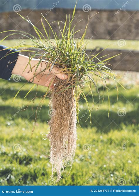 How Deep Are Grass Tree Roots At Jason Rocha Blog