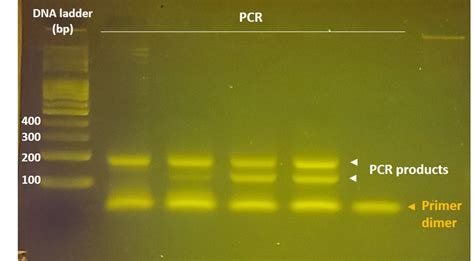 Troubleshooting Primer Dimer In Pcr Minipcr Bio